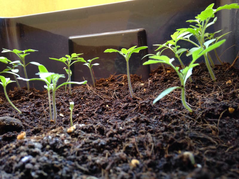 Tomato Tree stock image. Image of tree, tomato, planted - 63955679