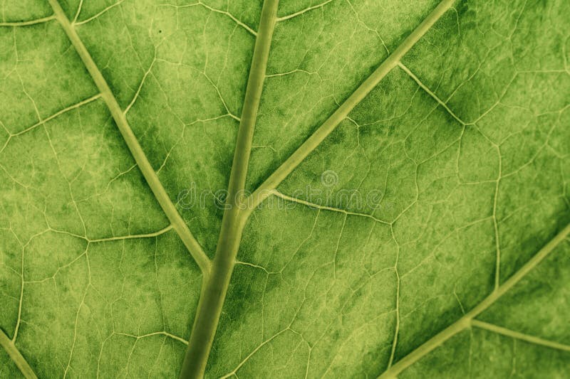 Tomato Tree Leaf is a Fruit Plant Stock Image - Image of soil, tree ...