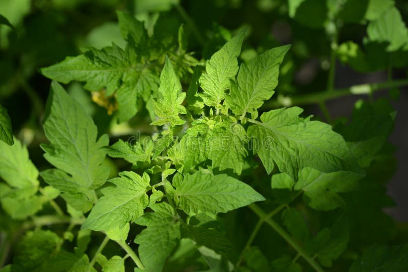 Tomato tree leaves stock image. Image of flower, wildflower - 236680899
