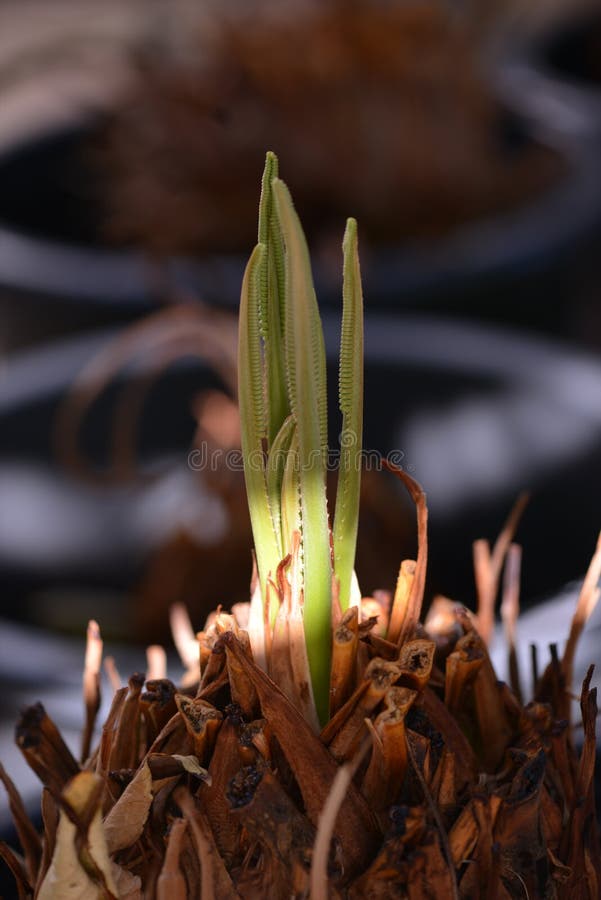 King sago palm stock photo. Image of food, tree, petal - 236679750