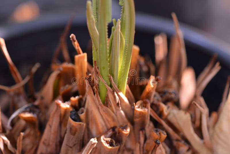 King sago palm stock image. Image of branch, autumn - 236679813