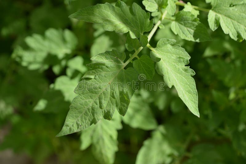 Tomato tree leaves stock image. Image of petal, produce - 236680759