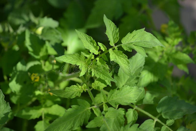 Tomato tree leaves stock image. Image of fruit, wildflower - 236680811