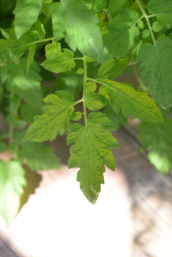 Tomato tree leaves stock photo. Image of green, herb - 236680840