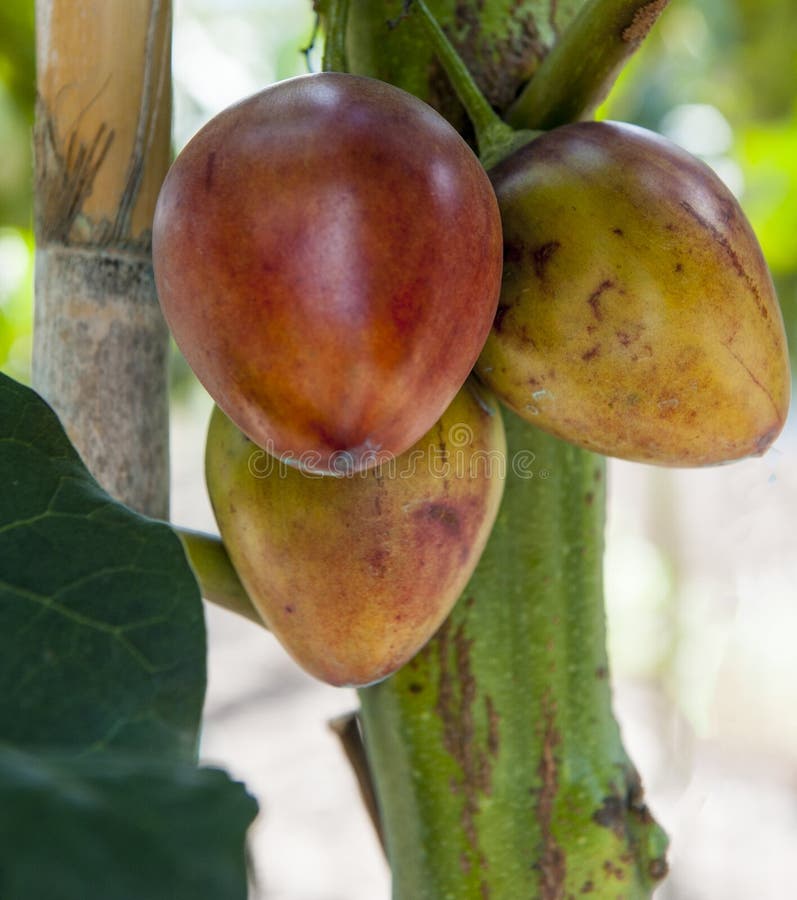 A tomato tree stock photo. Image of food, juicy, american - 81986592