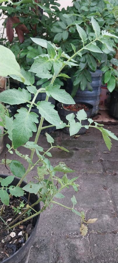 The Tomato Tree is Still Small because it Has Just Been Planted Stock ...