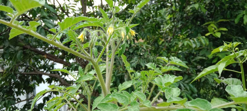 Tomato tree stock image. Image of tree, nice, good, tomato - 306011415