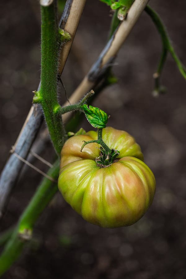 Tomato Tree Top View with Green Leaves and Immature Fruit Stock Image ...