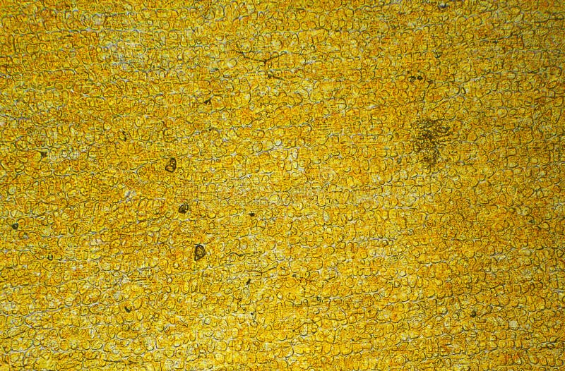 Video: Tomato under the microscope, Tomato under the optical