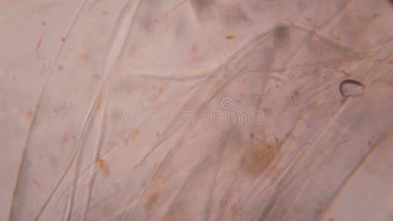 Tomato Under the Microscope Stock Footage - Video of membrane, fantasy ...