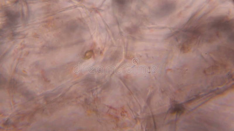 Tomato Under the Microscope Stock Footage - Video of magnification ...