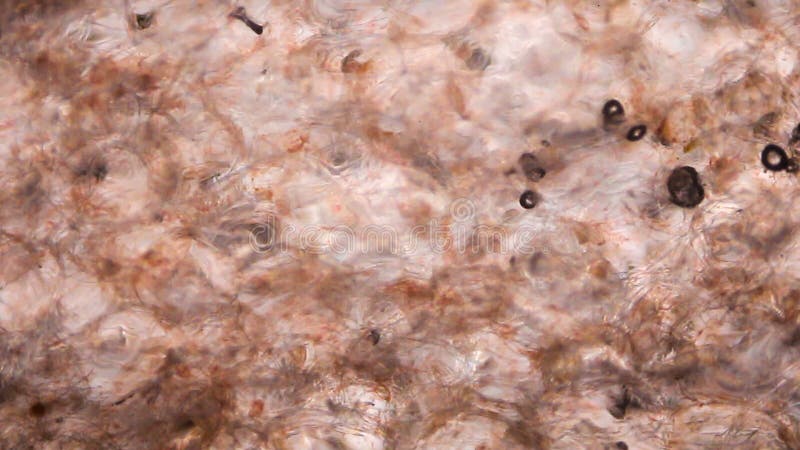 Tomato Under the Microscope Stock Footage - Video of membrane, fantasy ...