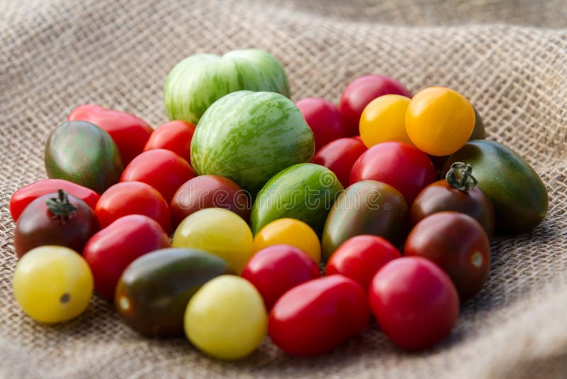 Tomato varieties stock photo. Image of tomato, health - 61920930