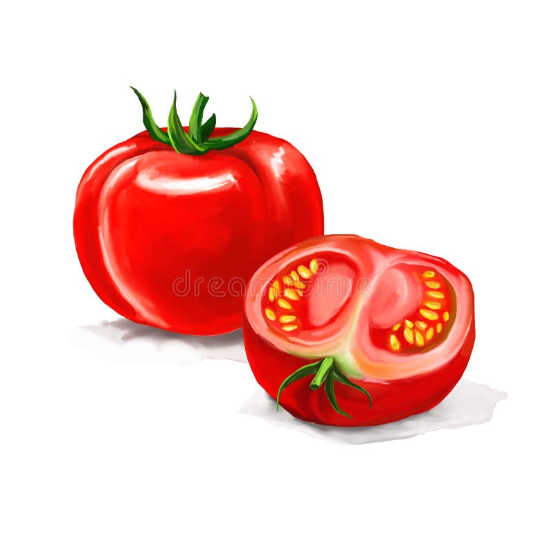 Tomato Vegetable Set Hand Drawn Vector Illustration Realistic Sketch ...