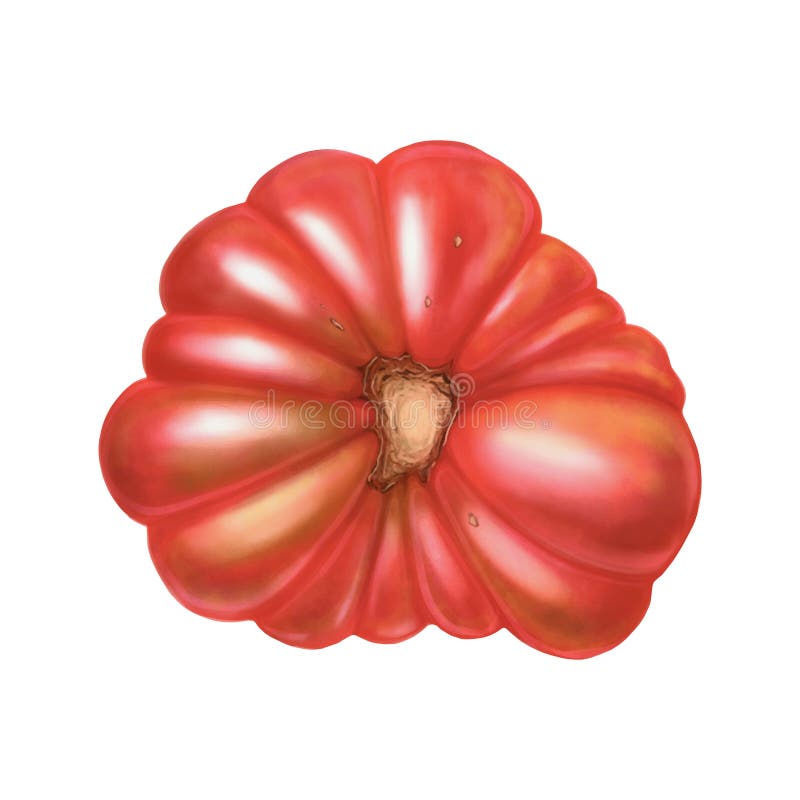 Tomato Vector Illustration Top View. Realistic Drawing of Vegetable ...