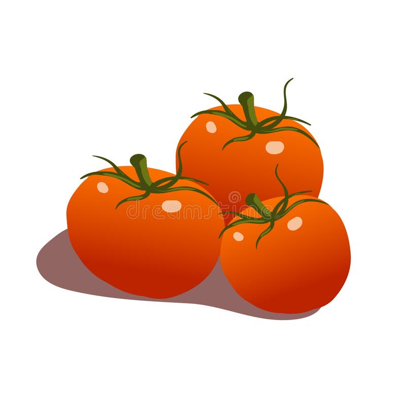 Tomato vector stock vector. Illustration of plant, vegetable - 323469122