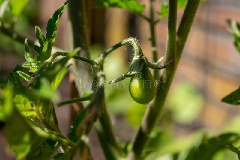 Tomato Vegetable Development Stages, Small Tomato Fruit Growing on ...
