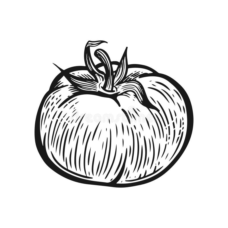 Tomato Line Drawing Stock Illustrations – 10,563 Tomato Line Drawing ...