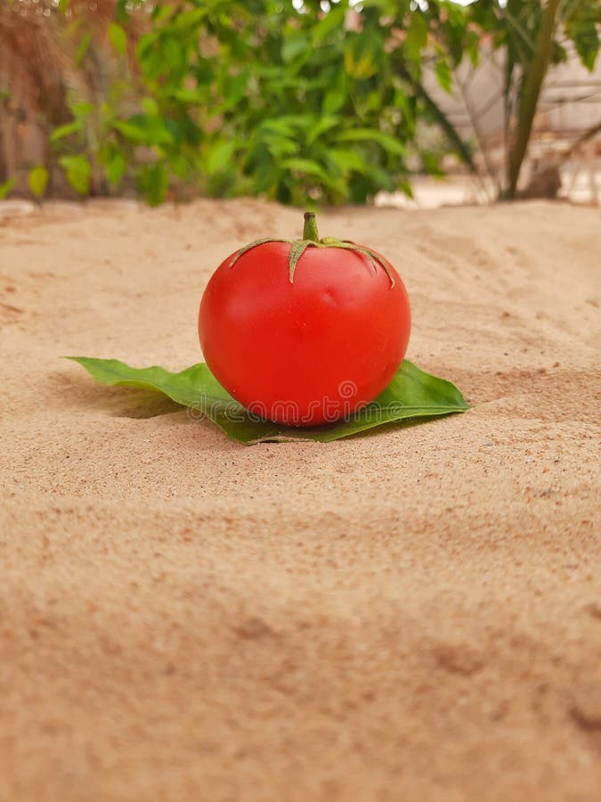 Tomato Vegetables in Sand Dunes Stock Photo - Image of eating, dunes ...