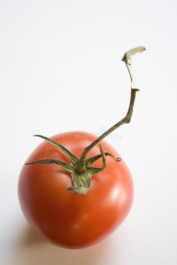 Tomato with vine stock photo. Image of tomatoes, fresh - 1217648