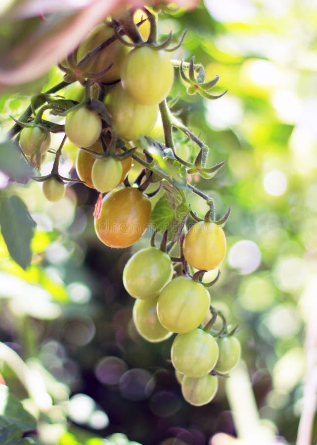 Tomato Vine stock image. Image of green, garden, close - 15119131