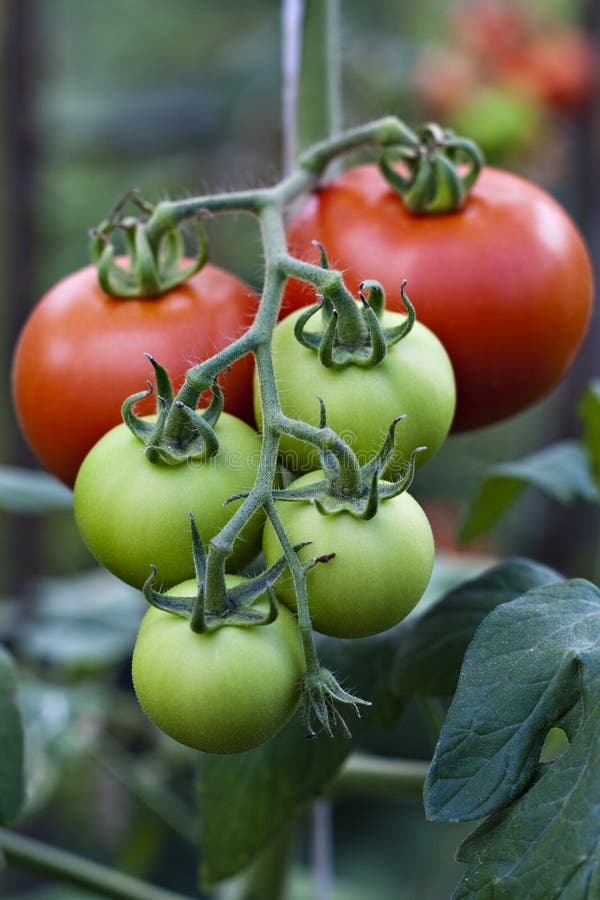 Tomato on vine stock image. Image of nutrition, grocery - 21731533