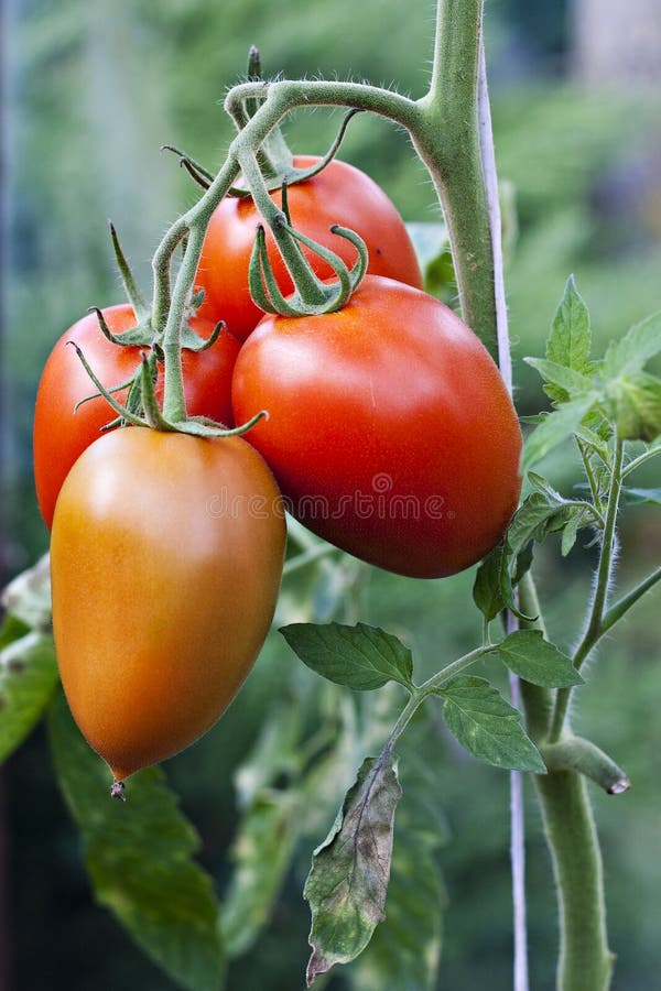Red tomato on plant. stock photo. Image of growing, grow - 15367536