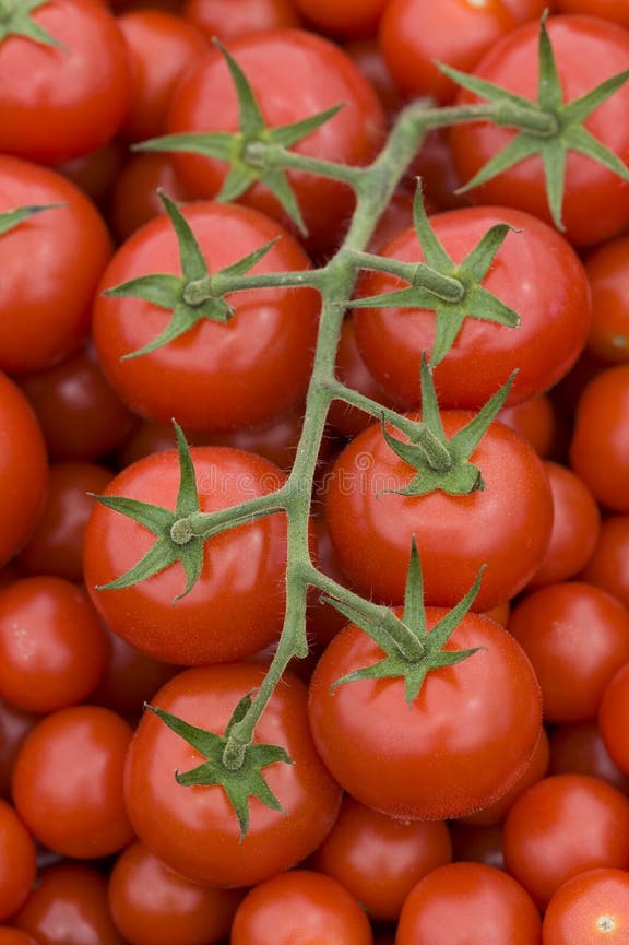 Tomato on the vine stock image. Image of food, tomatoes - 25847077