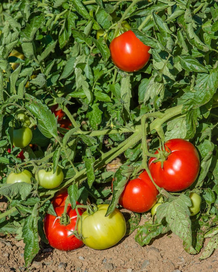 Tomato Vine with Red Tomatoes Stock Photo - Image of crops, healthy ...
