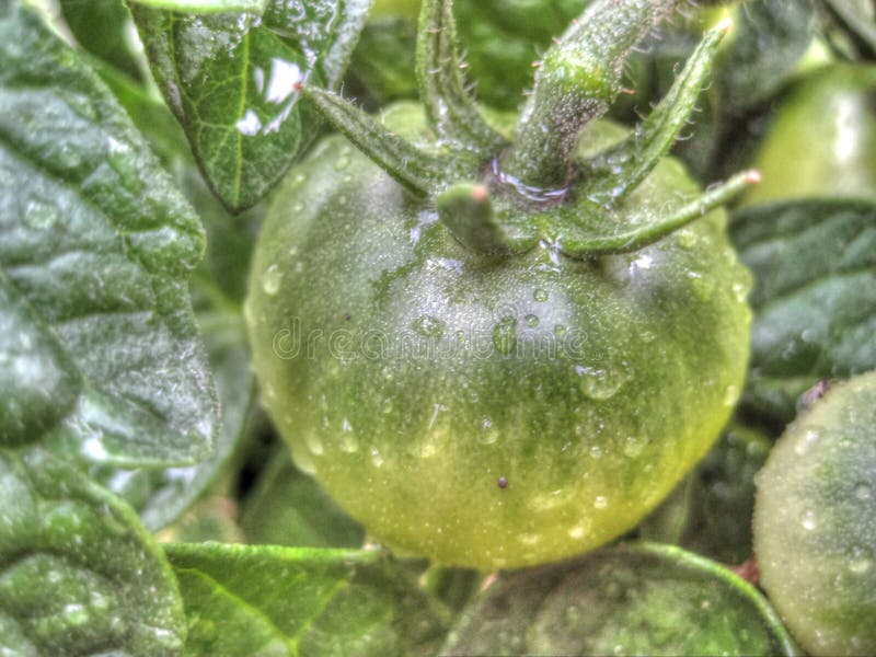 Callow Green Tomato Stock Photos - Free & Royalty-Free Stock Photos ...