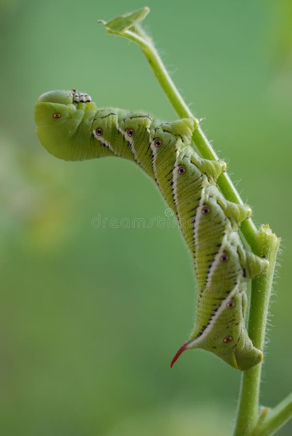 Tomato worm stock image. Image of lineata, quinquemaculata - 10913057