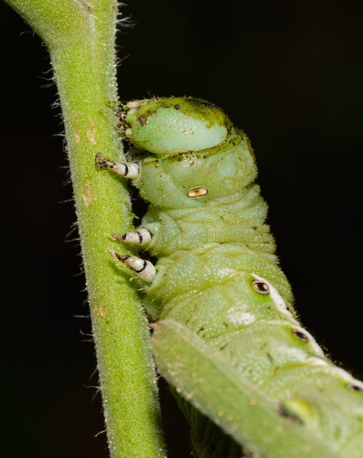 Tomato Worm stock image. Image of invertebrate, caterpillar - 62991783