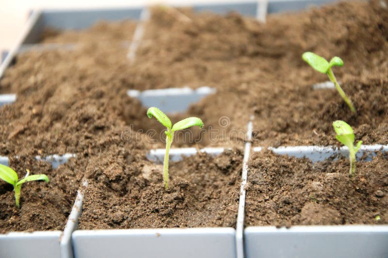 Plant in hand stock photo. Image of botany, flower, branch - 3974880