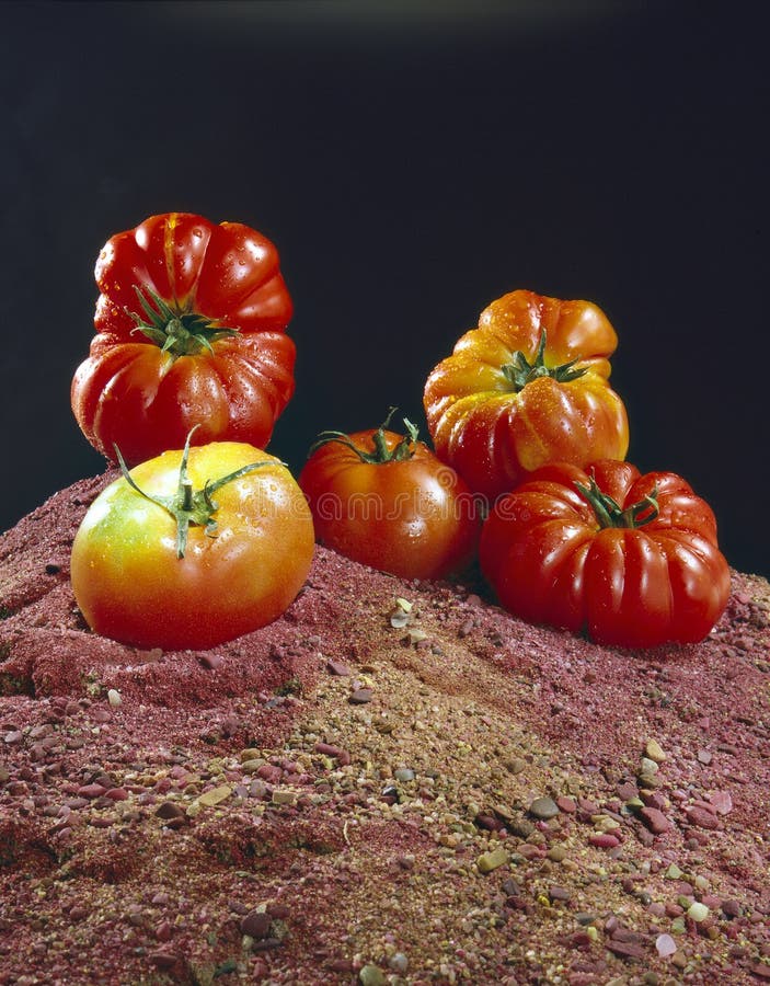 Tomatoes stock image. Image of sand, yellow, salad, composition - 12025119