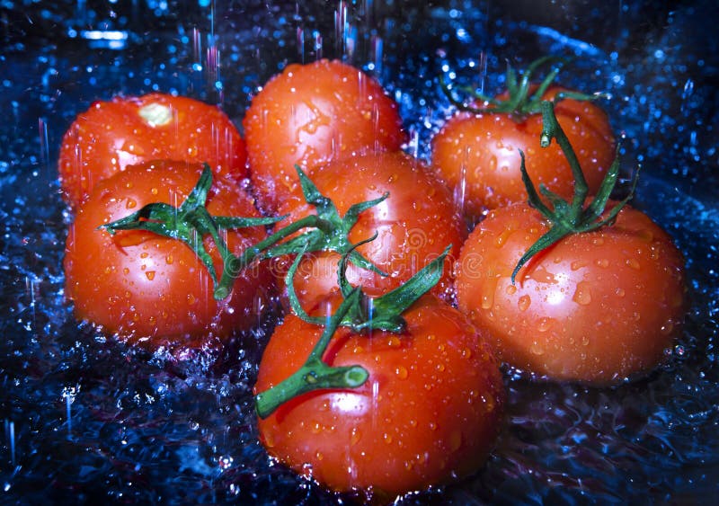 Tomatoes stock image. Image of ripe, reflection, bubble - 14699489