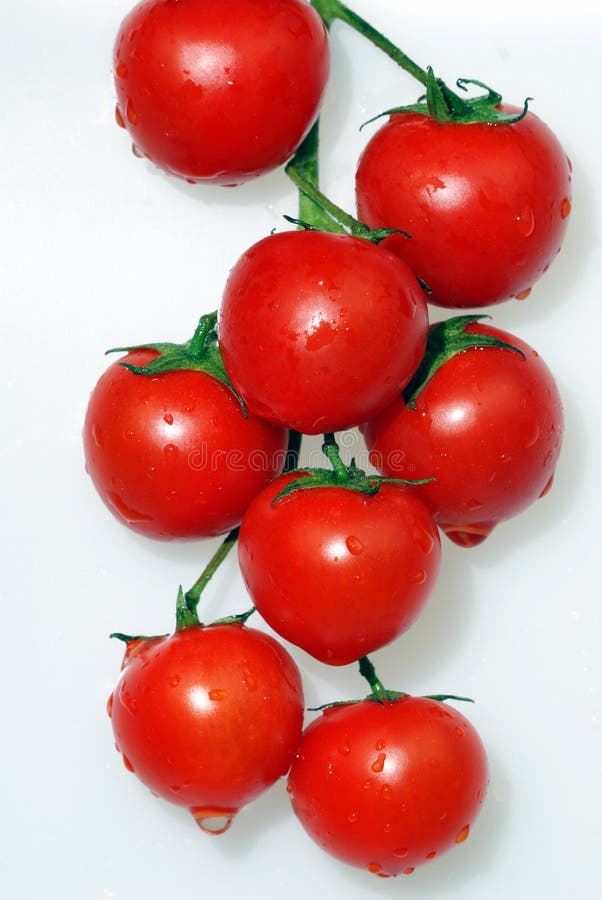Tomatoes stock photo. Image of nature, tomatoes, tomato - 14852936