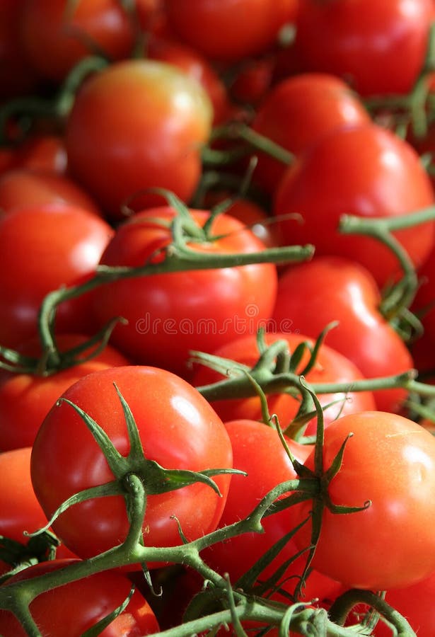 Big Red Vine Ripened Tomato Stock Image - Image of nourishing, fresh ...