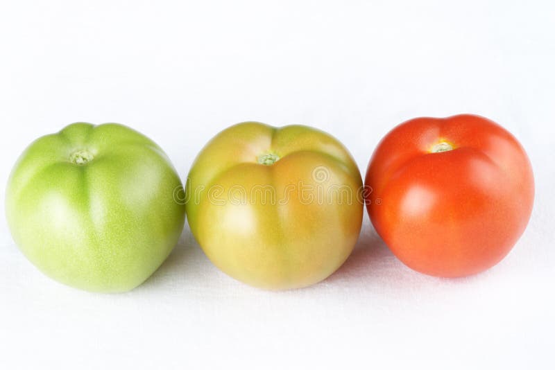 Vegetable Background. Different Maturity Tomatoes Red Yellow Green ...