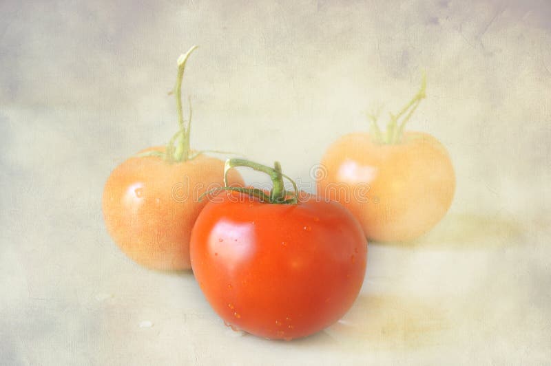 Tomatoes stock image. Image of still, ingredient, sweet - 23536047