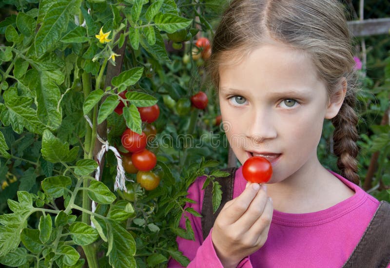 Tomatoes stock photo. Image of girl, young, green, vegetables - 27905424