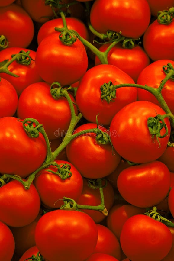 Tomatoes stock image. Image of market, simple, group, crop - 289147
