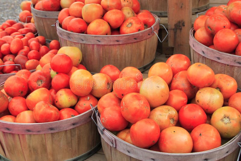 Tomatoes stock photo. Image of bushel, basket, ingredient - 3645030