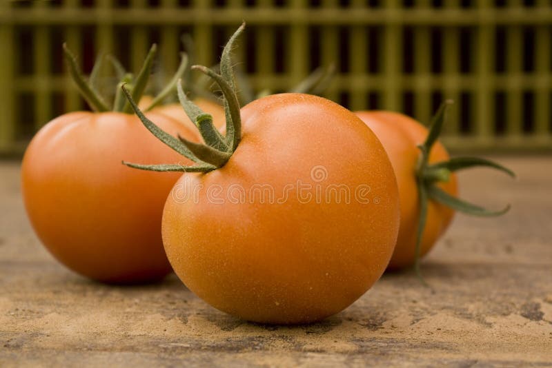 Tomatoes stock photo. Image of stem, sand, green, perfection - 6938150