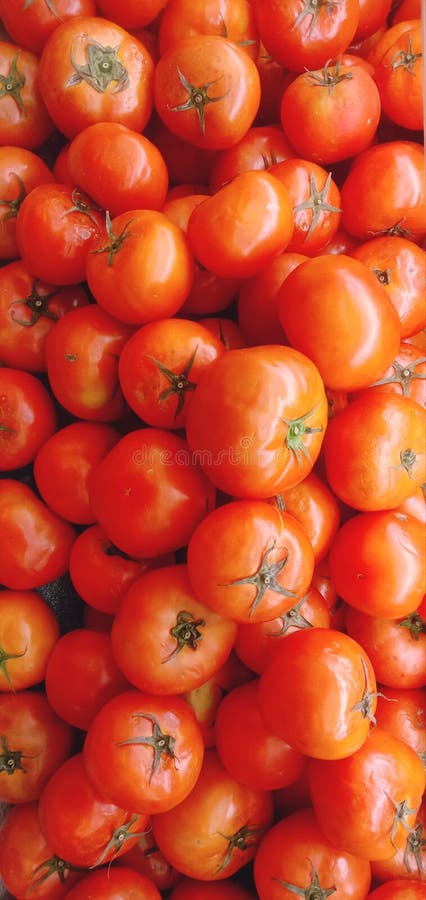 Tomatoes Arranged with a Good Size and Shape Stock Photo - Image of ...