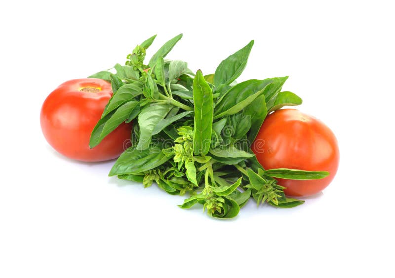 Tomatoes and basil stock image. Image of bush, ingredient - 13716795