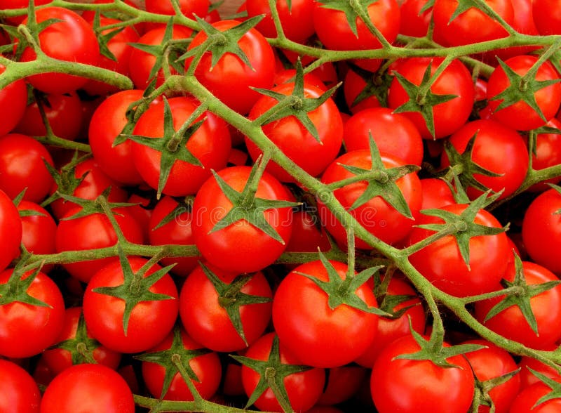 Tomatoes stock image. Image of colorful, healthy, beautiful - 45802387