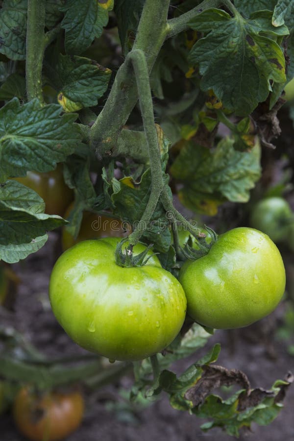 Tomatoes stock photo. Image of blade, appetizing, antioxidant - 59698592