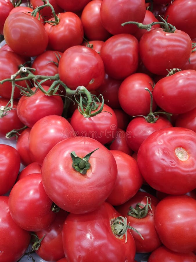 Tomatoes Beauty of Colors Look Amazing Stock Photo - Image of tomatoes ...