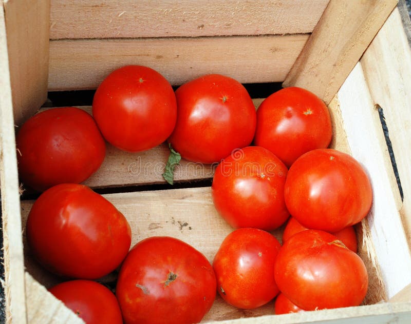 Tomatoes in a box. stock photo. Image of tomato, full - 10475508