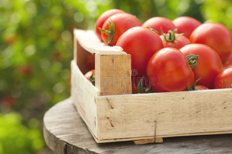 Tomatoes in a box stock photo. Image of cook, color, macro - 15737610